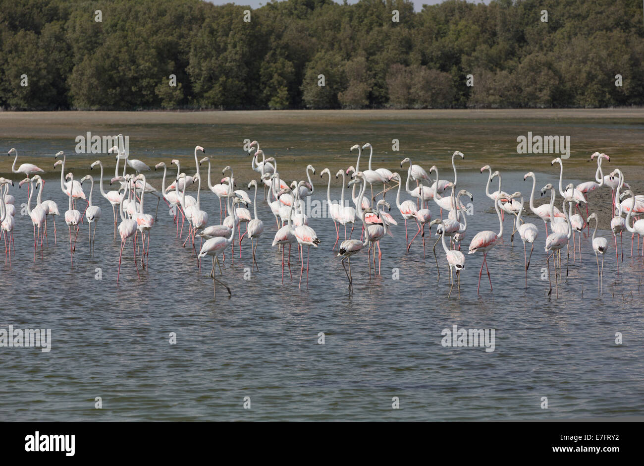 Flamingos in the Ras Al Khor Wildlife Sanctuary in Dubai Stock Photo ...