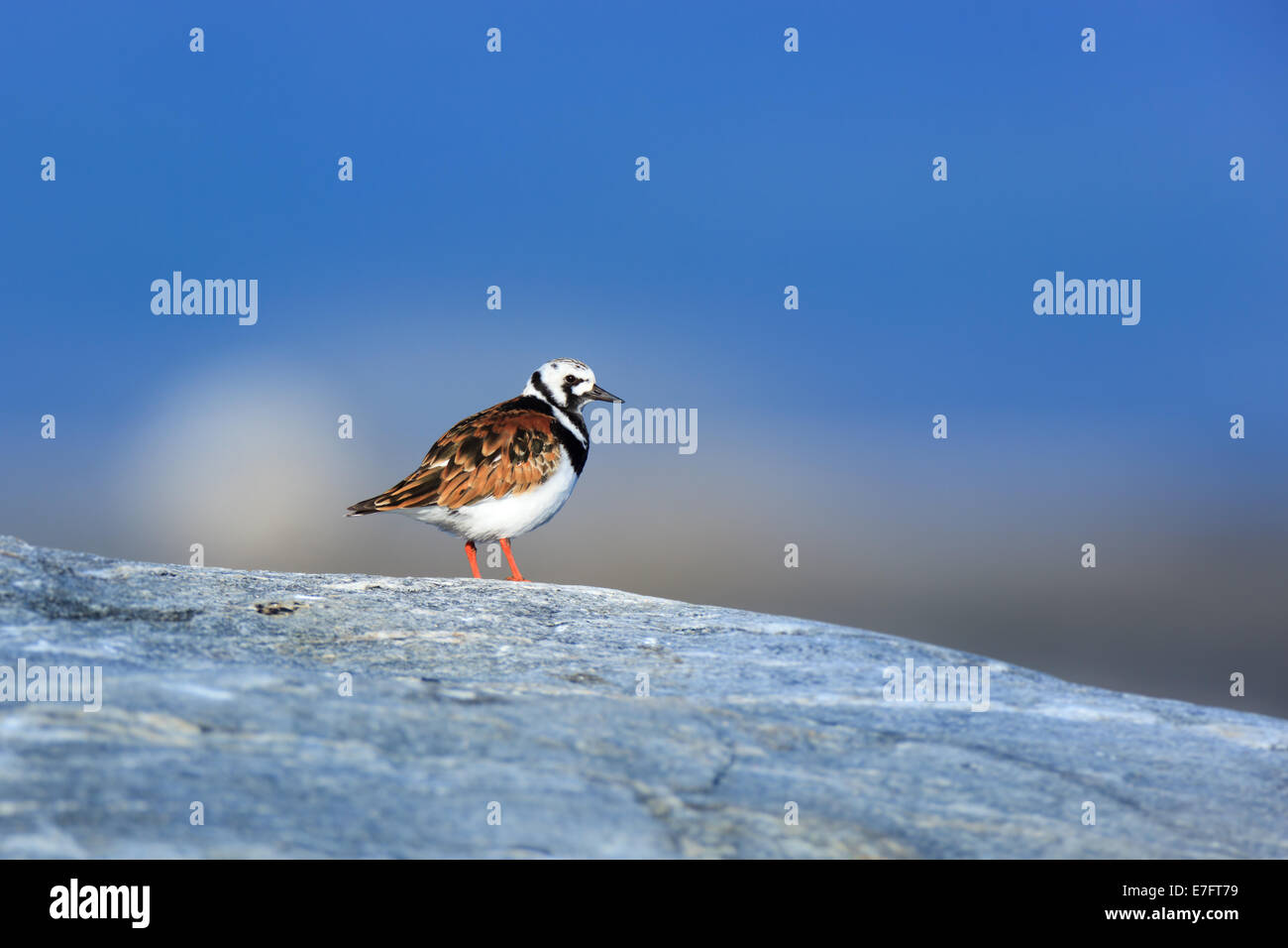 Male turnstone hi-res stock photography and images - Alamy