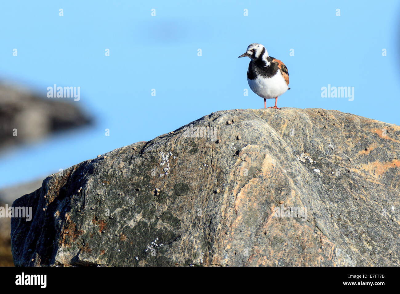 Male turnstone hi-res stock photography and images - Alamy