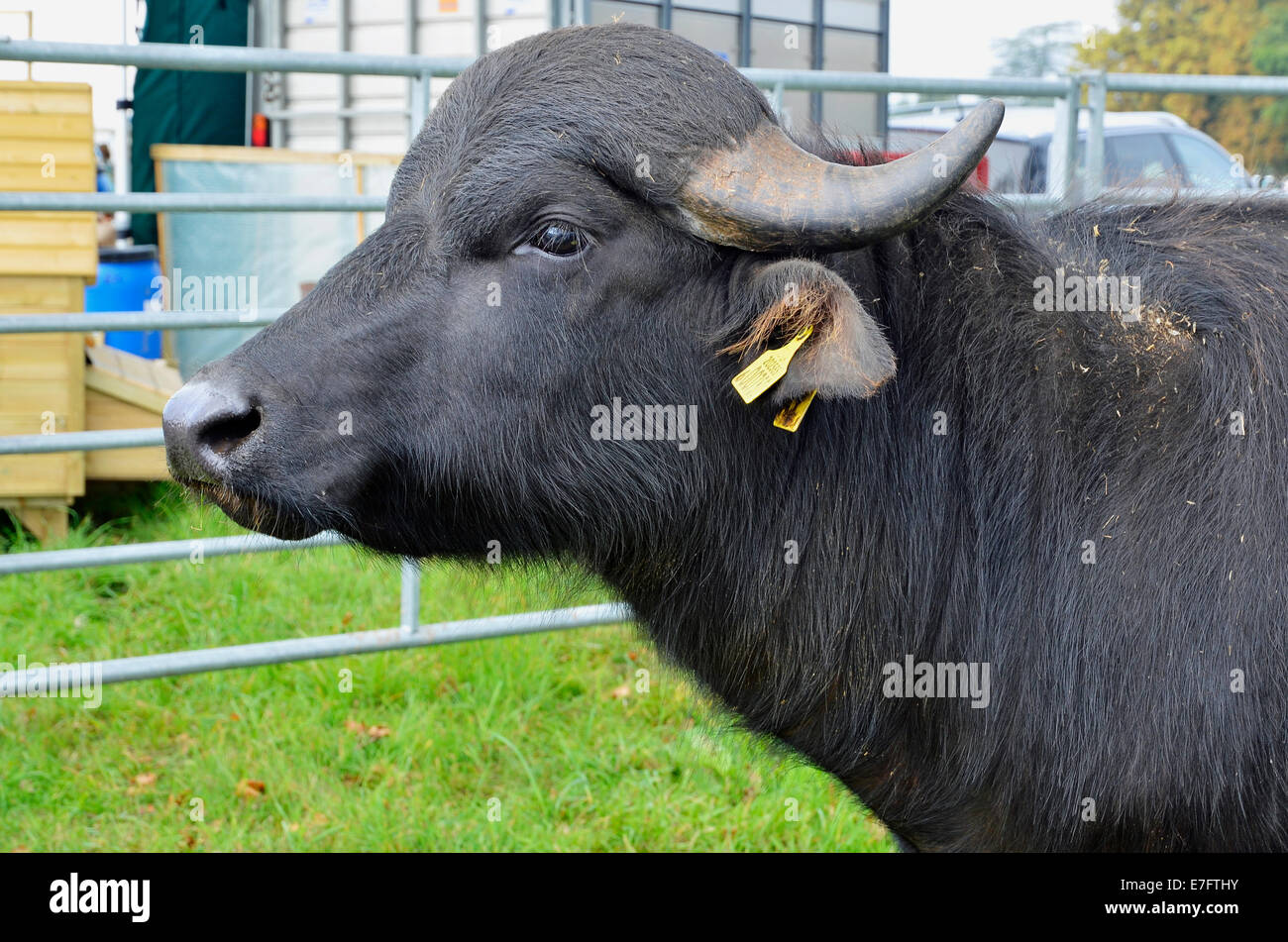 Water buffalo bull bred for the specialist meat market shown at a ...