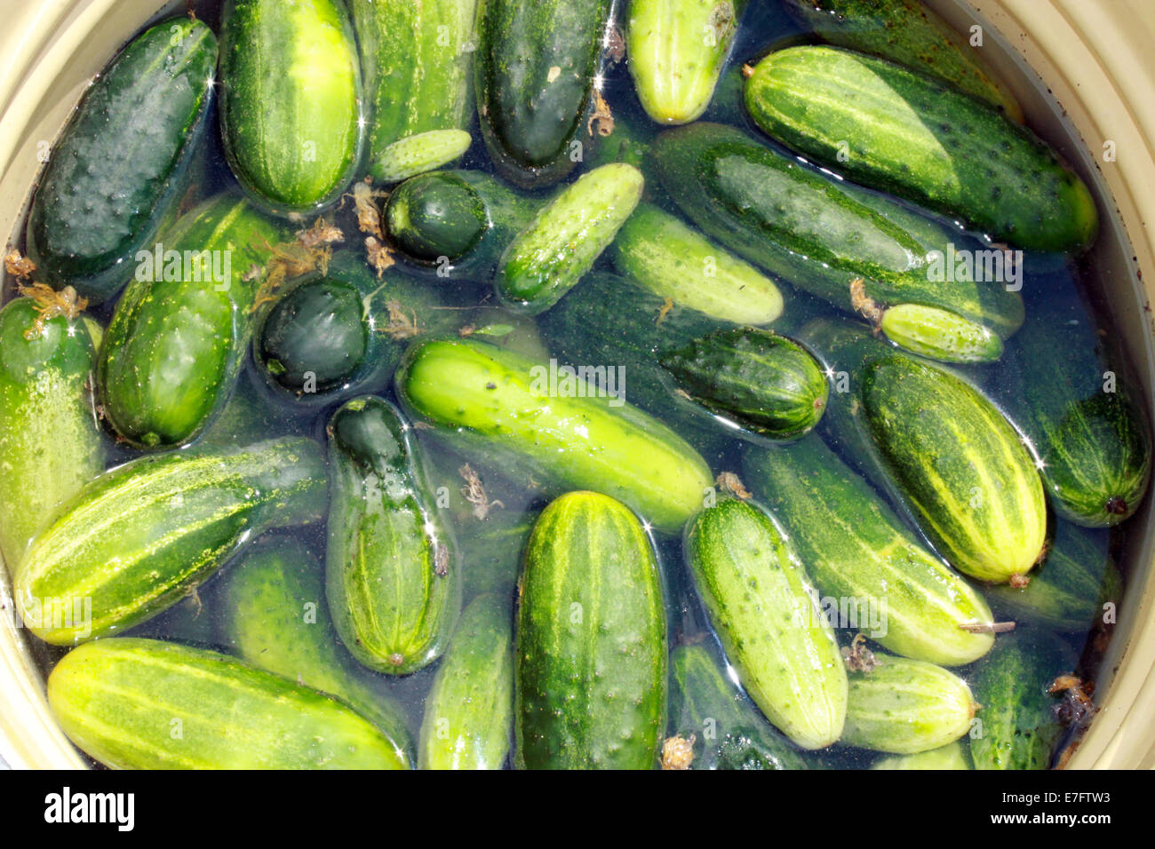 many ripe cucumbers are prepared for preservation Stock Photo - Alamy