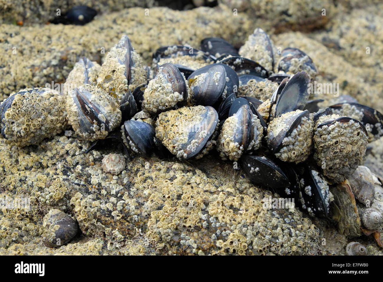 Wild mussels hi-res stock photography and images - Alamy