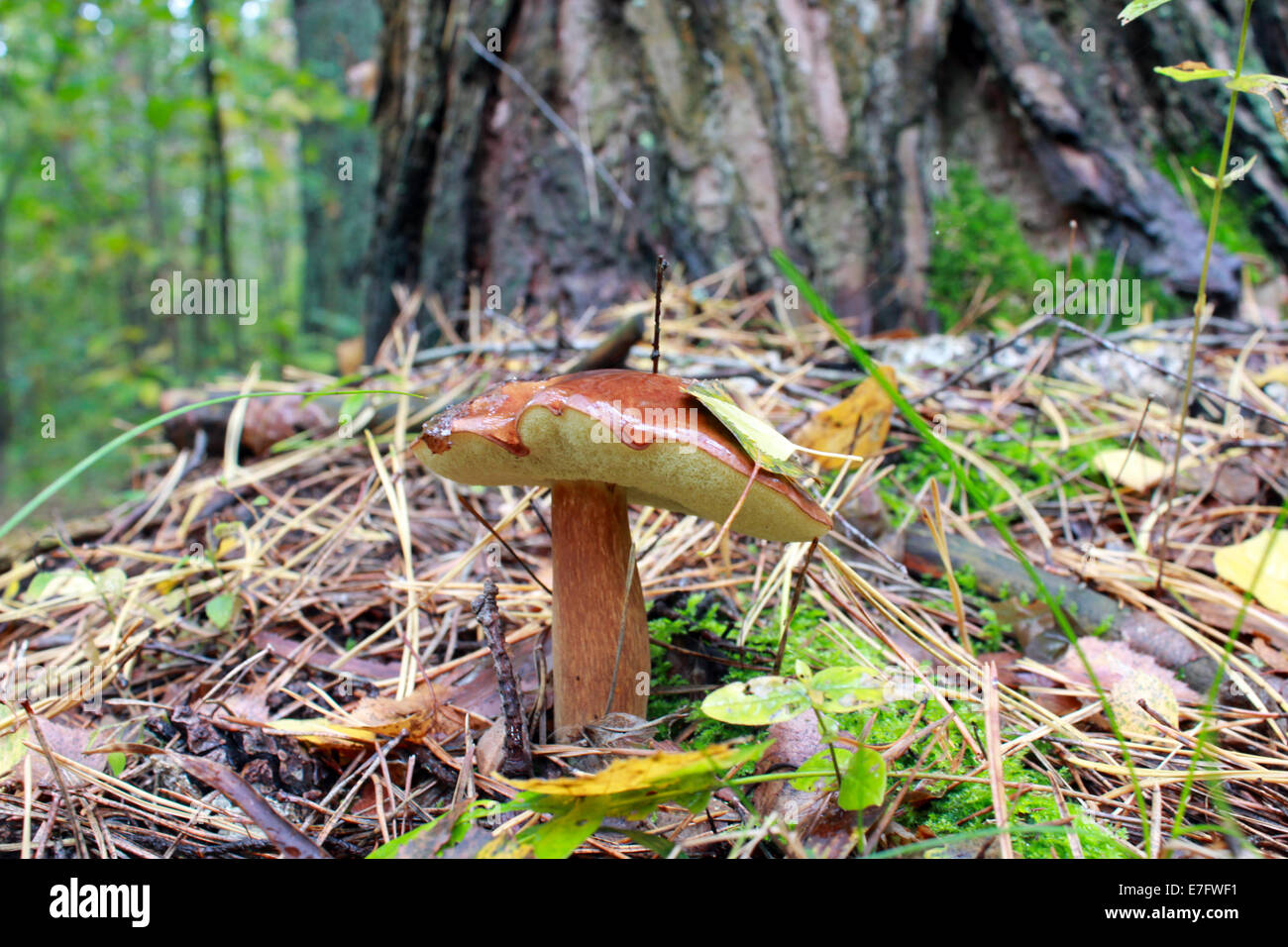 Suillus mushroom hi-res stock photography and images - Alamy