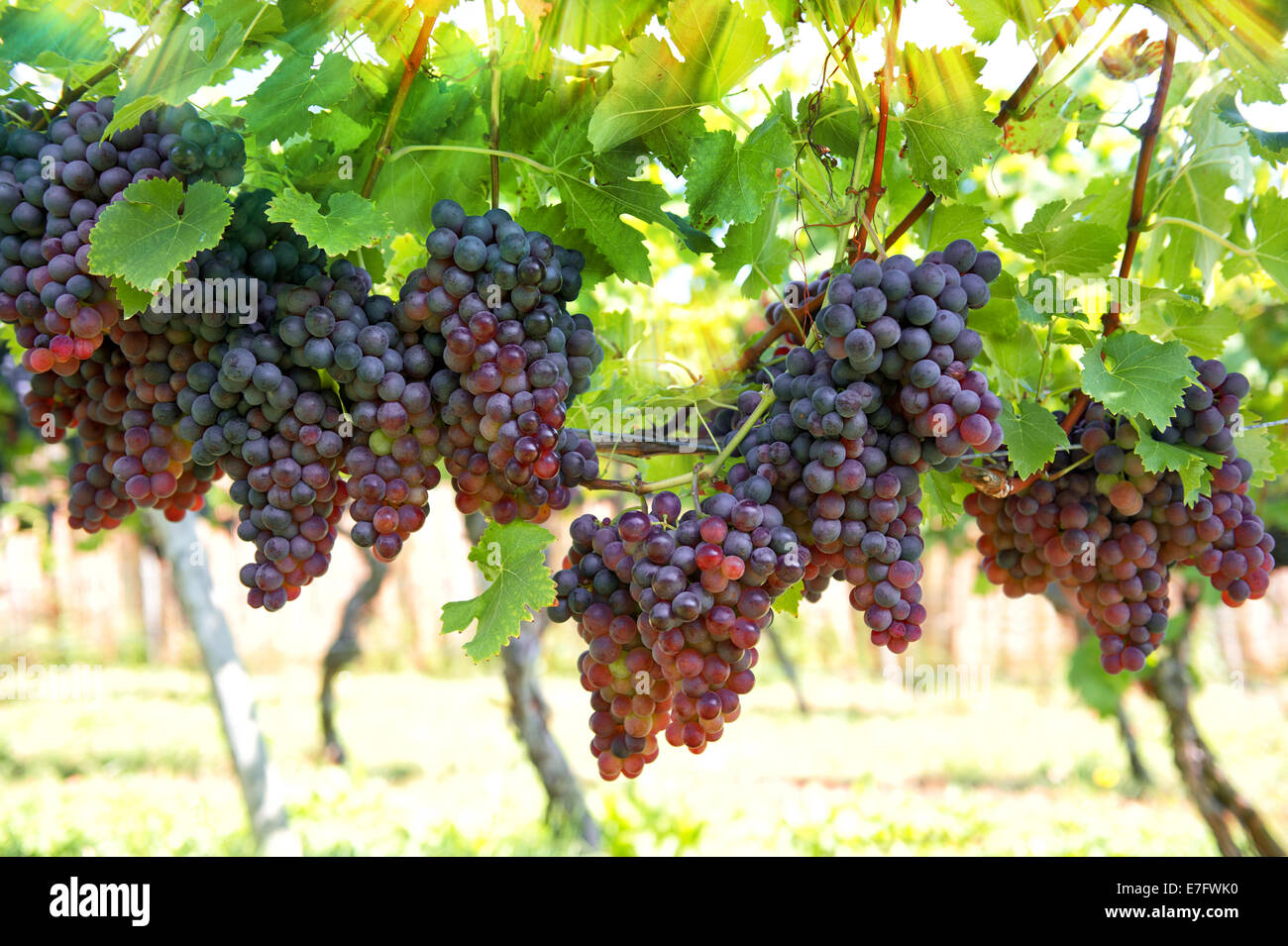 purple red grapes with green leaves on the vine. vine grape fruit ...