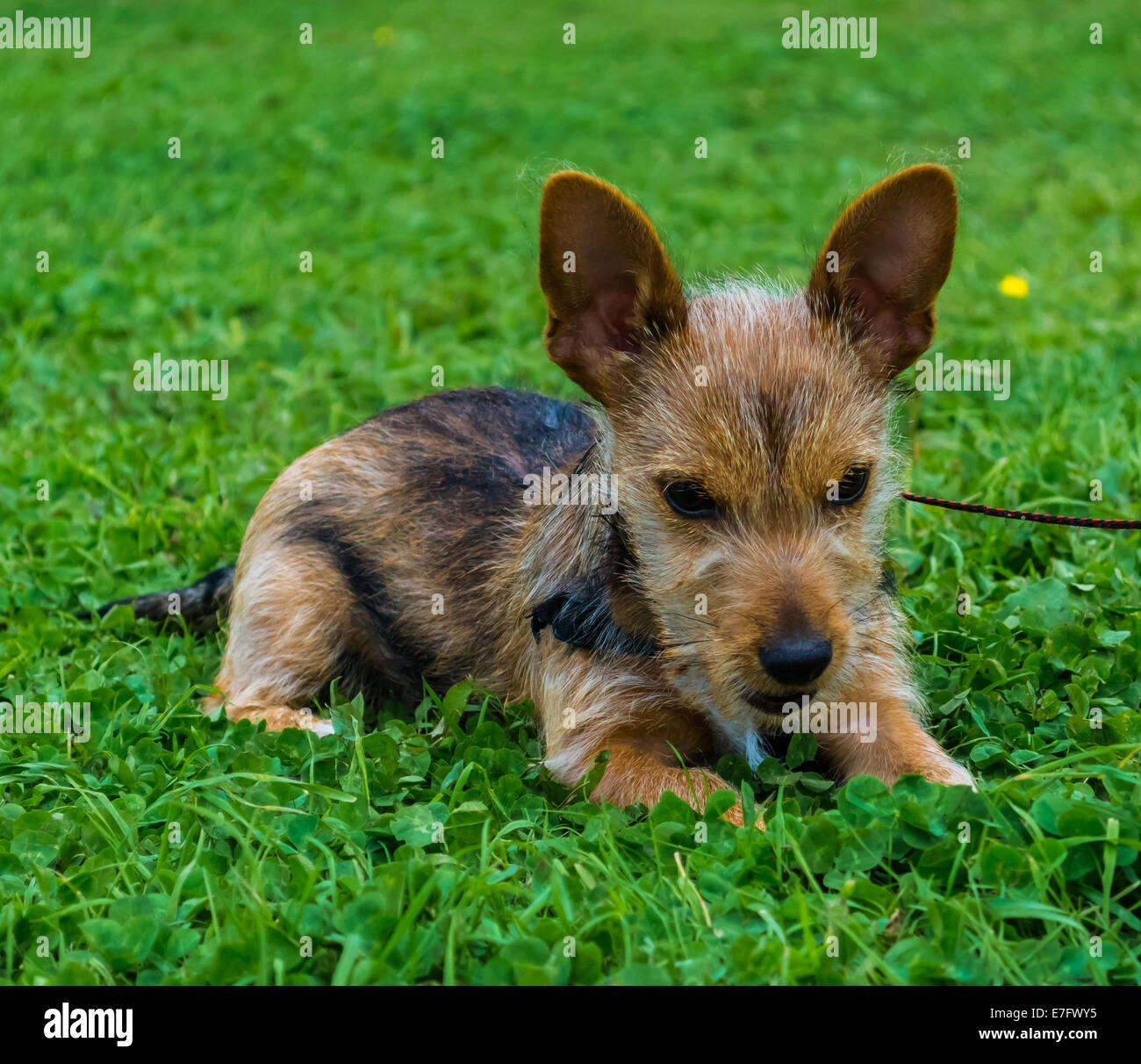 Cute terrier puppy Stock Photo - Alamy
