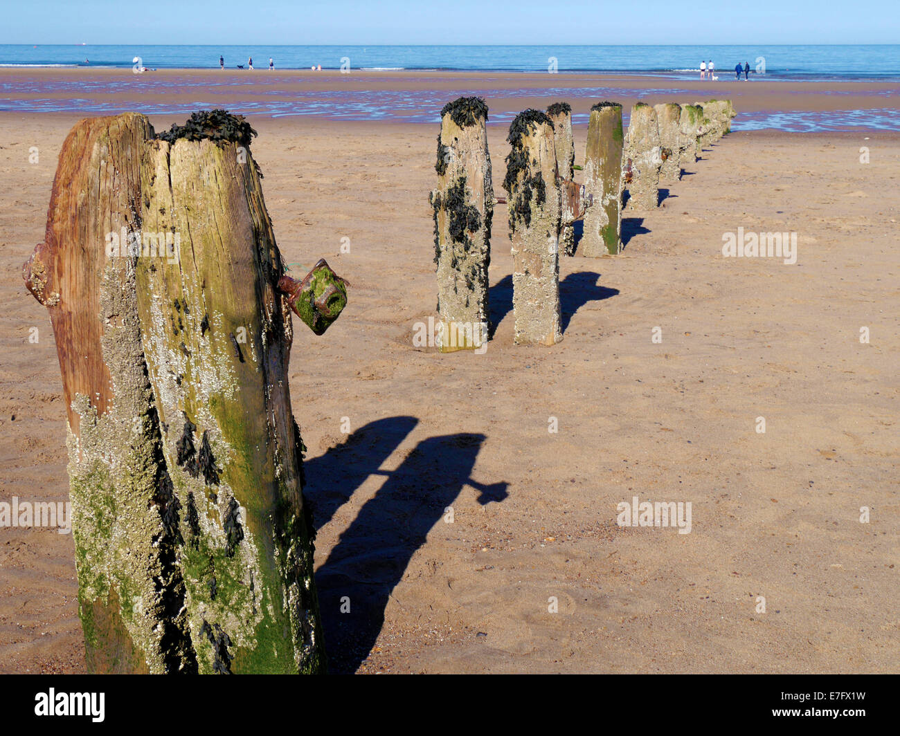 Old wooden beach piles on Sandsend beach near Whitby, North Yorkshire ...