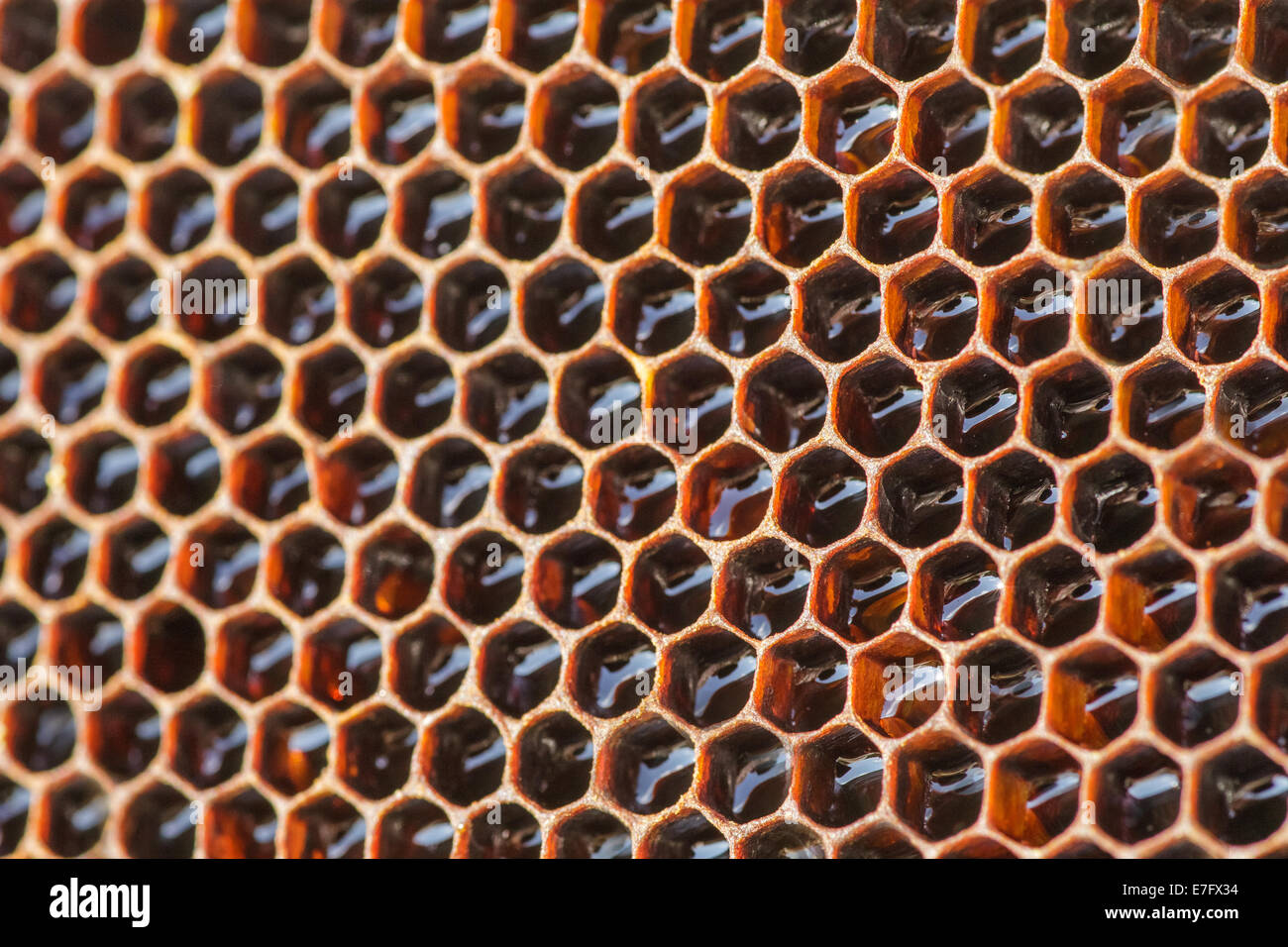 Honeycomb with bee hi-res stock photography and images - Alamy