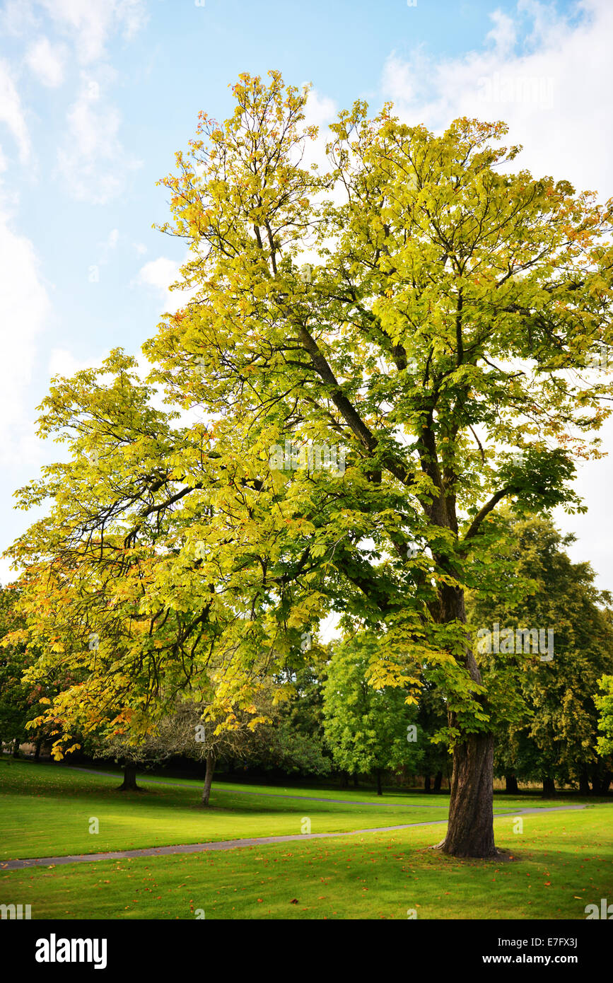Tree in park Stock Photo - Alamy
