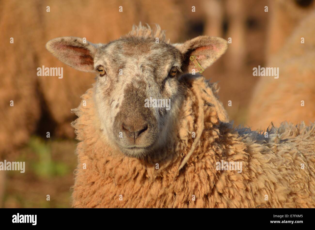 Face of a Sheep Stock Photo - Alamy