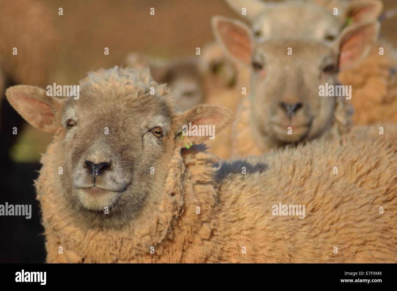 Sheep Stock Photo - Alamy