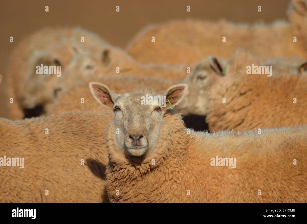 Small flock of Sheep Stock Photo - Alamy