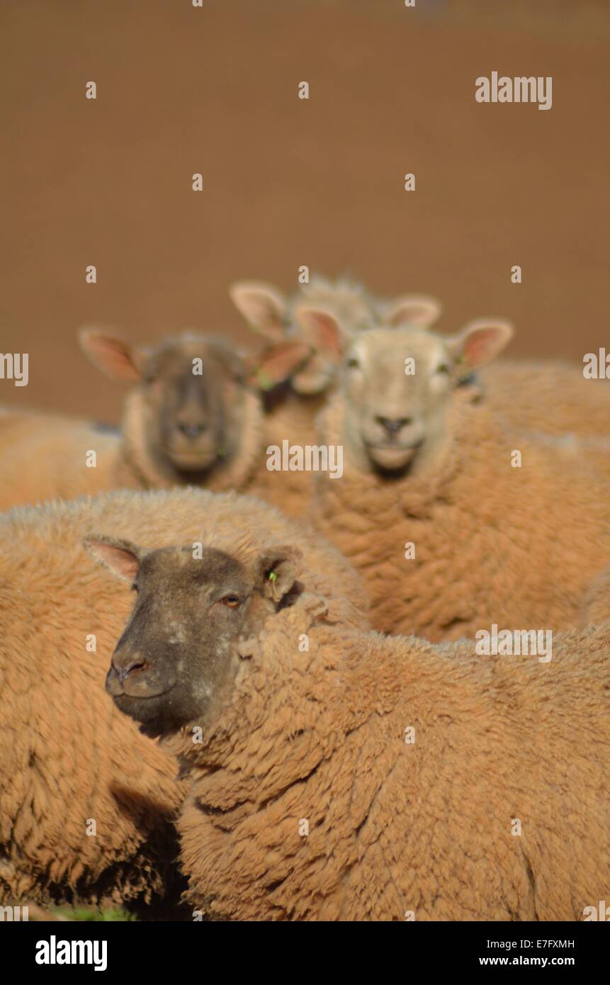 Sheep in a small flock Stock Photo - Alamy