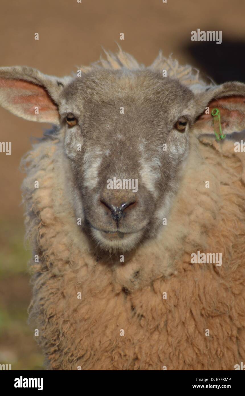 Face of a Sheep Stock Photo - Alamy