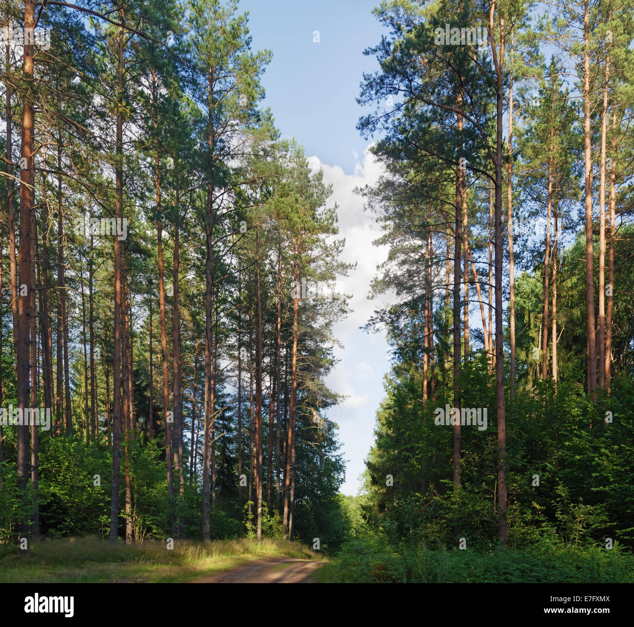 Pine forest road Stock Photo - Alamy