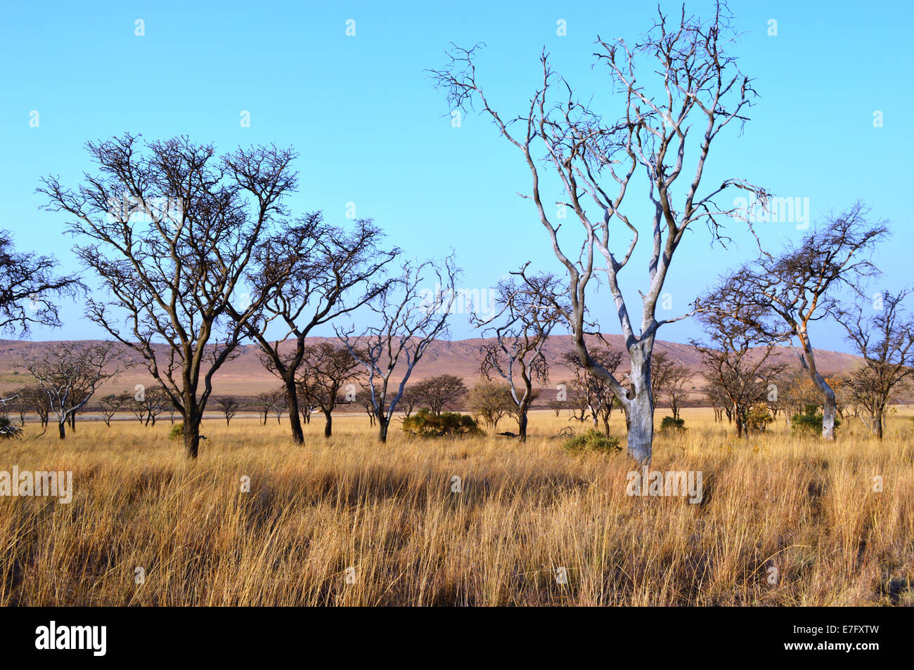 Savanna south africa hi-res stock photography and images - Alamy