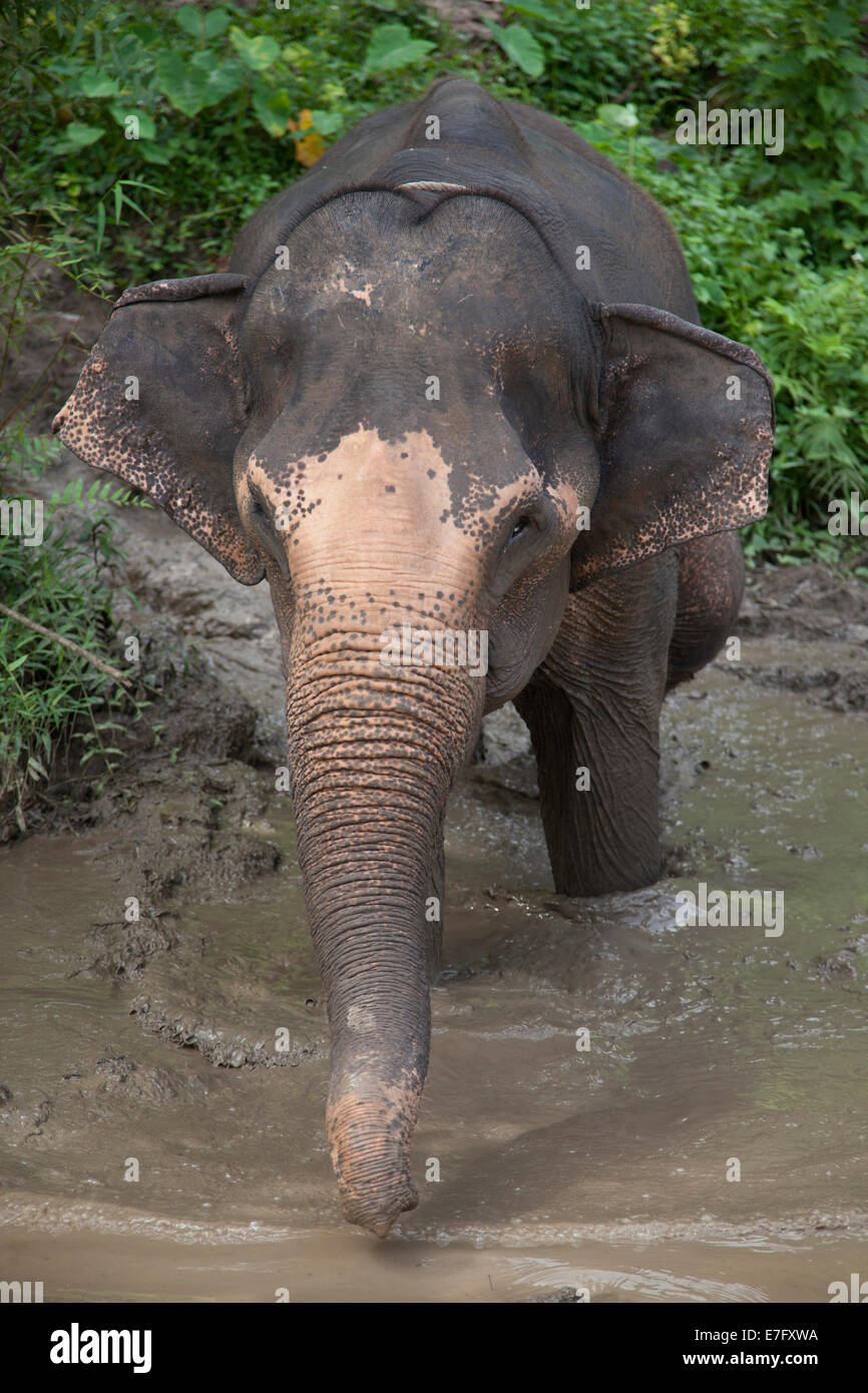 Asian elephant in its habitat in Thailand Stock Photo - Alamy