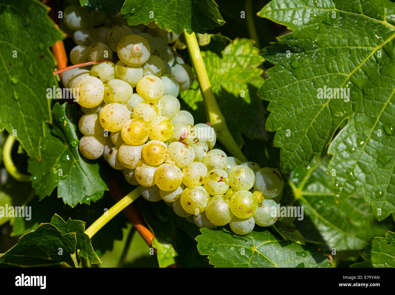 Closeup to Green Grapes at a Vineyard Stock Photo - Alamy