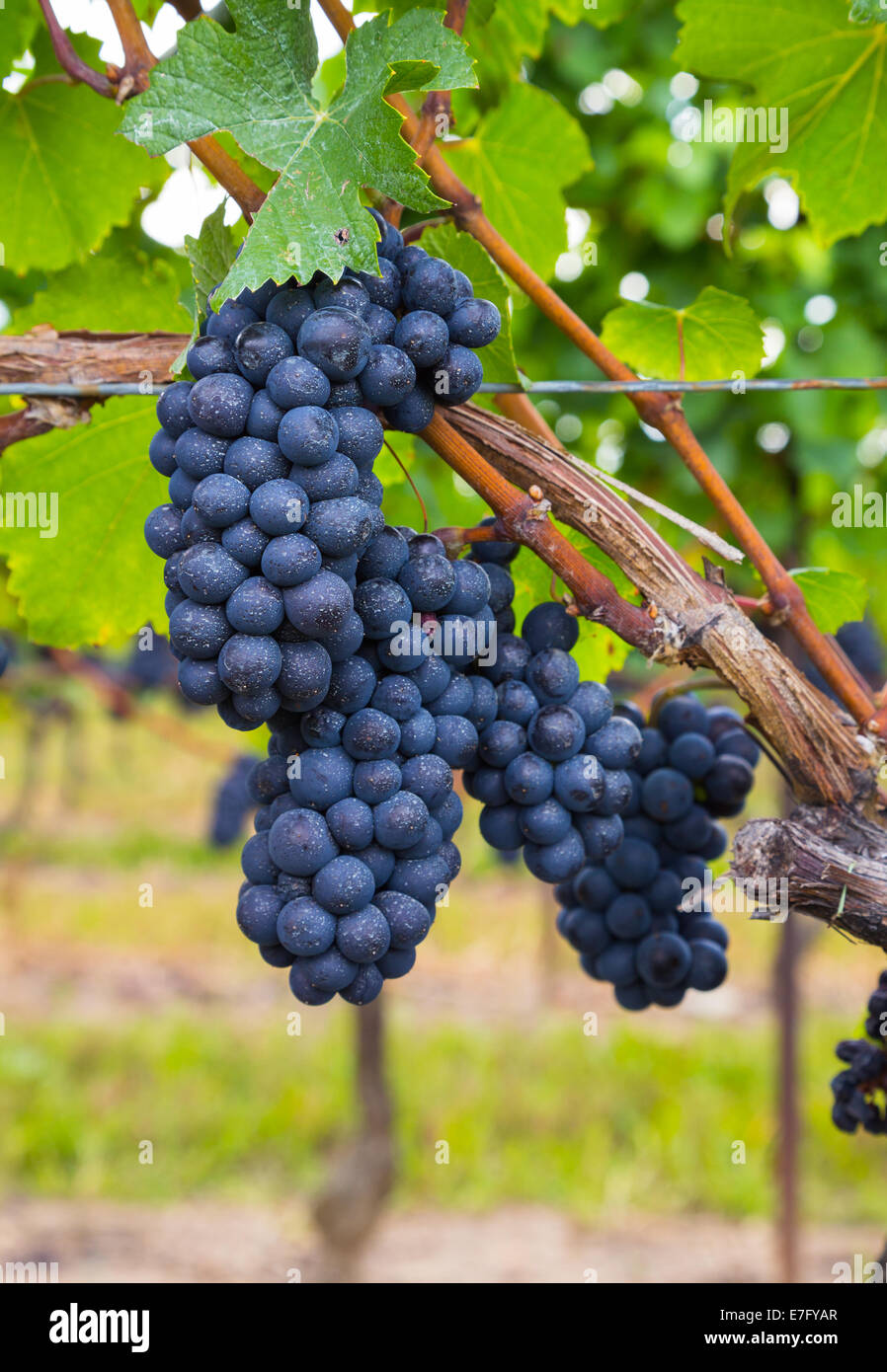 Closeup to dark blue Vineyard Grapes Stock Photo - Alamy