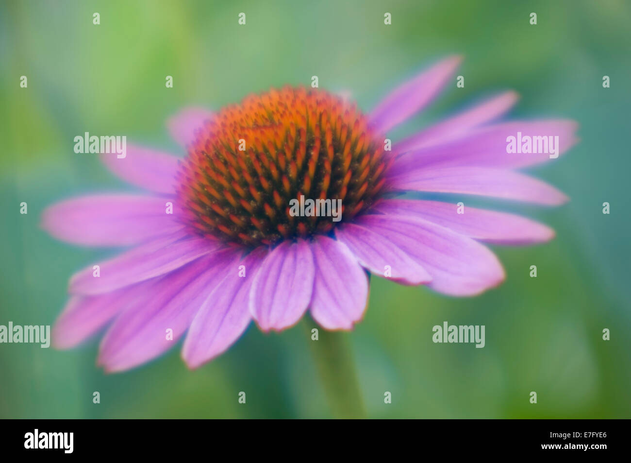 Soft focus hi-res stock photography and images - Alamy