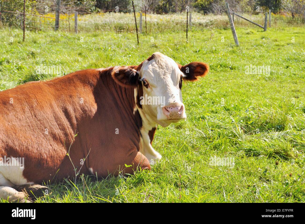 Resting cow hi-res stock photography and images - Alamy