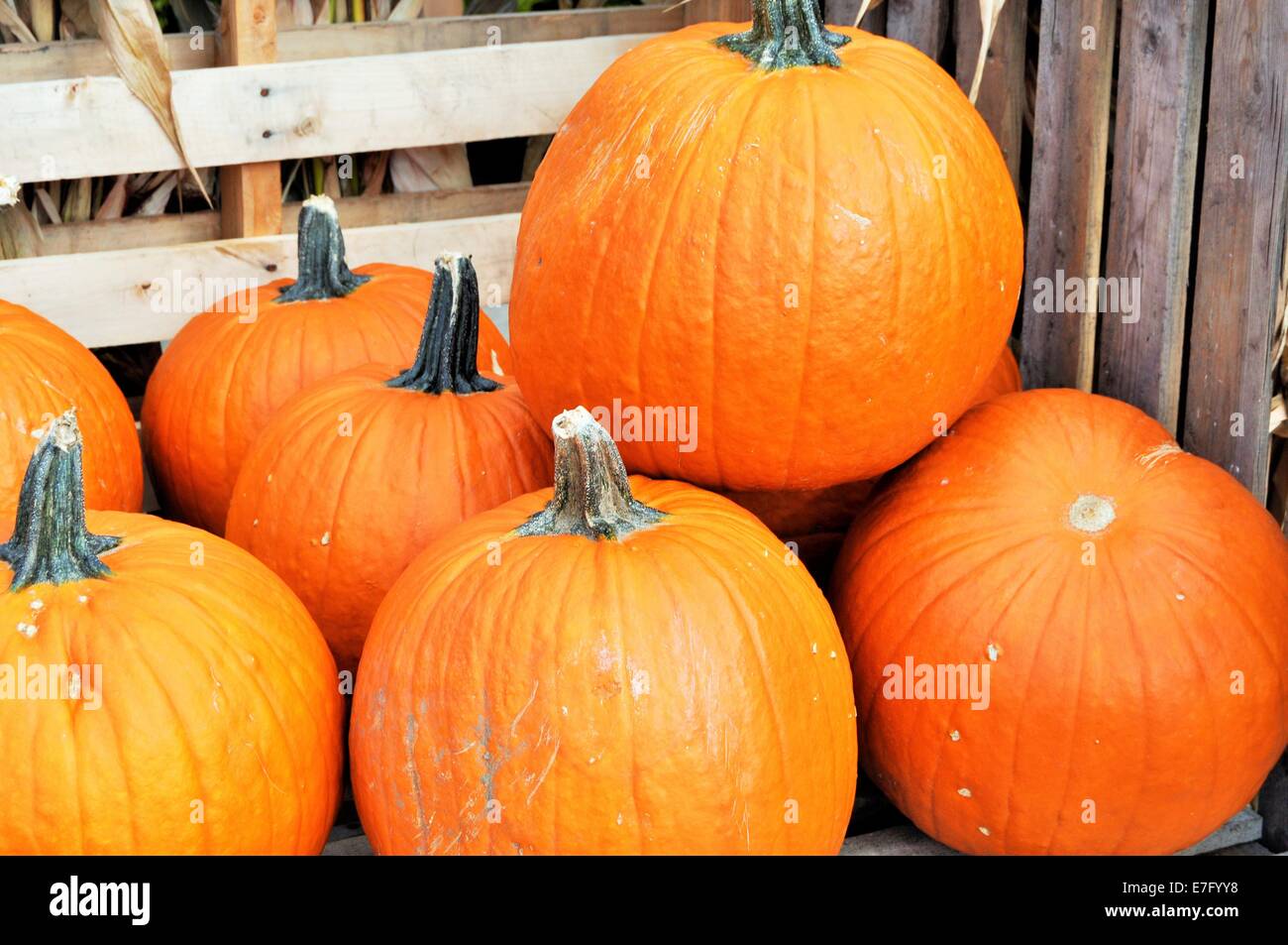 Pumpkins halloween fall hi-res stock photography and images - Alamy