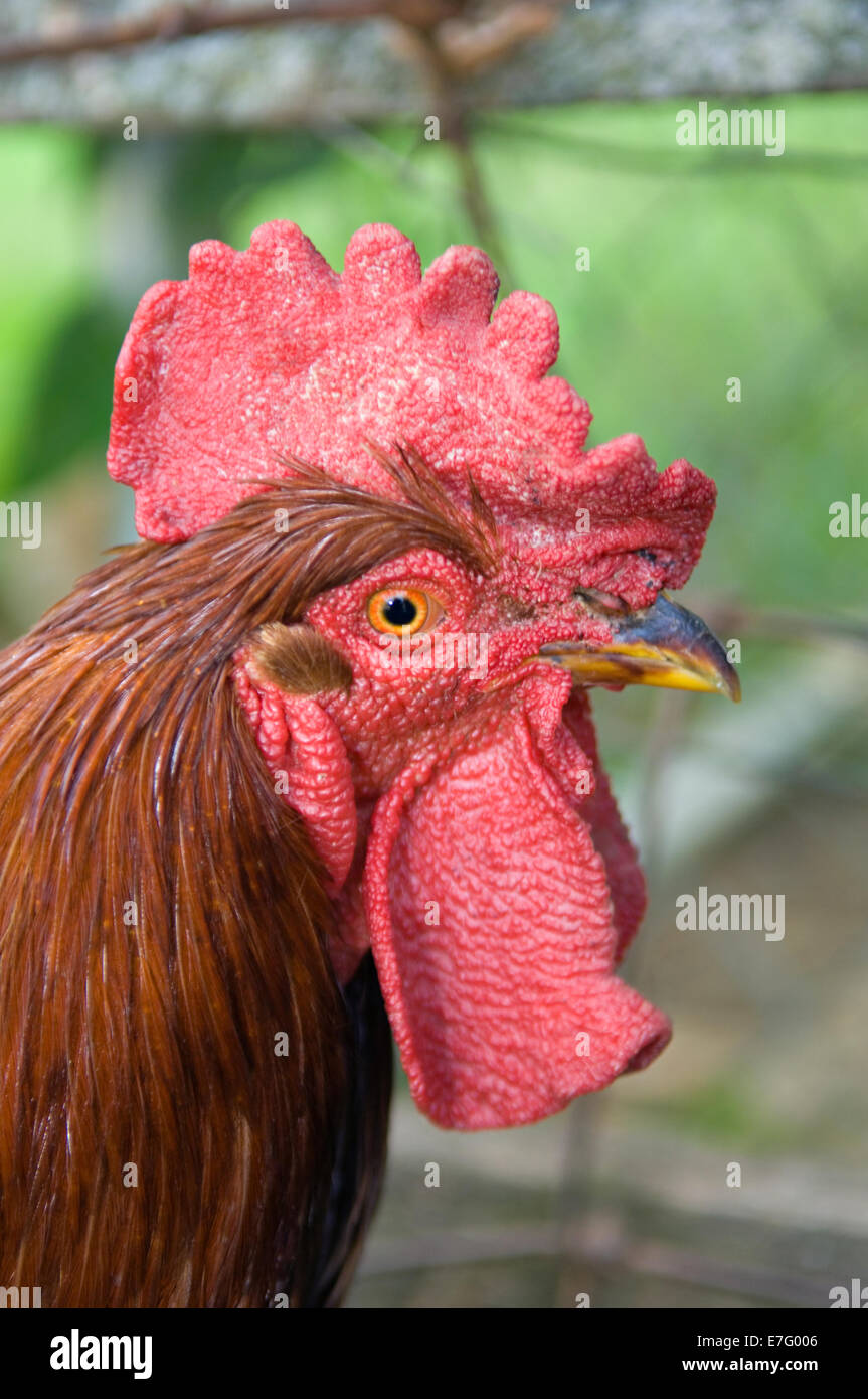 Red Rooster Portrait Stock Photo - Alamy
