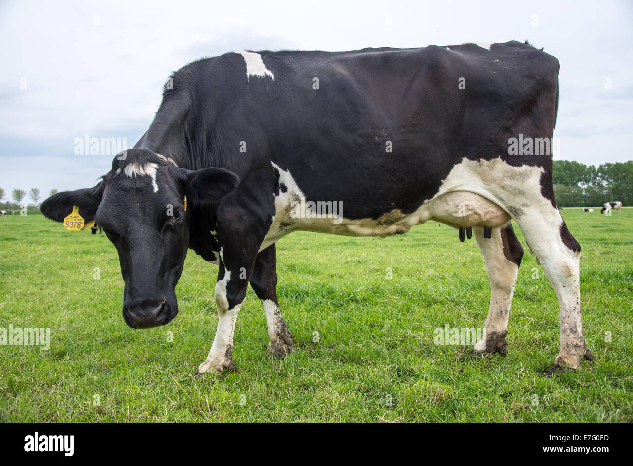 cow in field Stock Photo - Alamy
