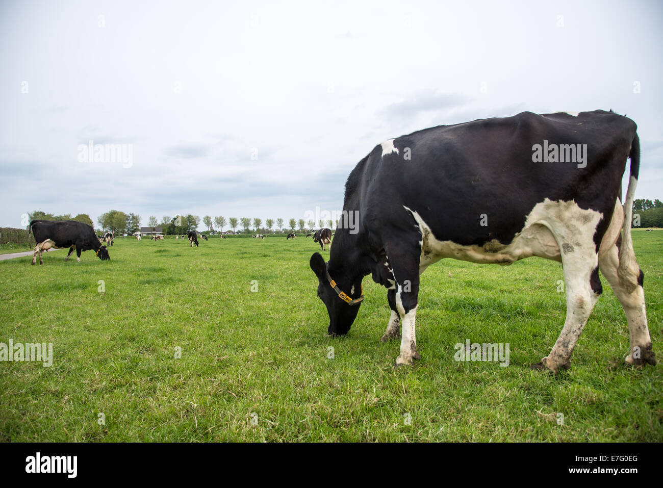 Cow field holstein hi-res stock photography and images - Alamy
