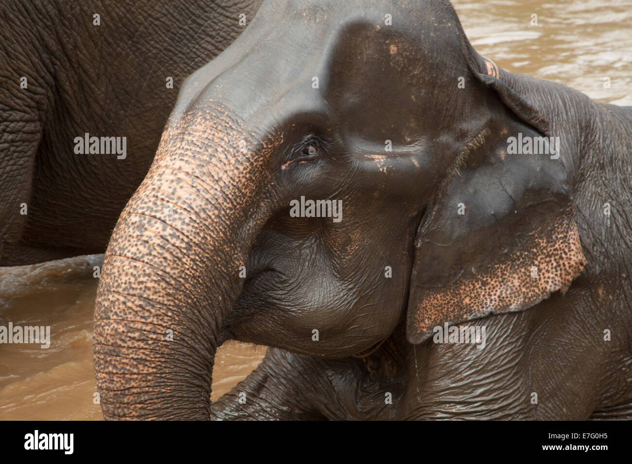 Asian elephant in its habitat in Thailand Stock Photo - Alamy