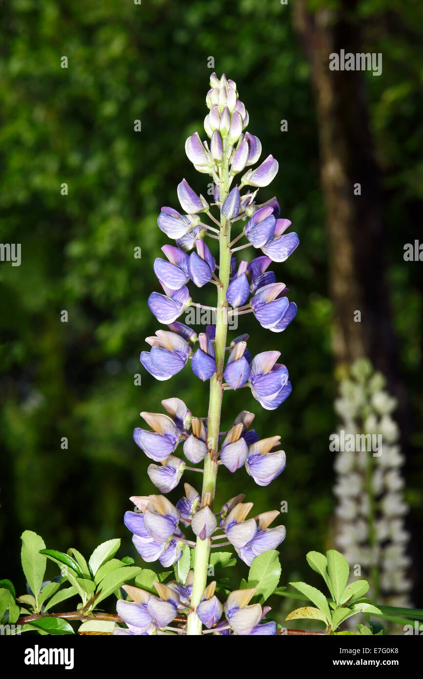 Lupin Common - decorative flower Stock Photo - Alamy