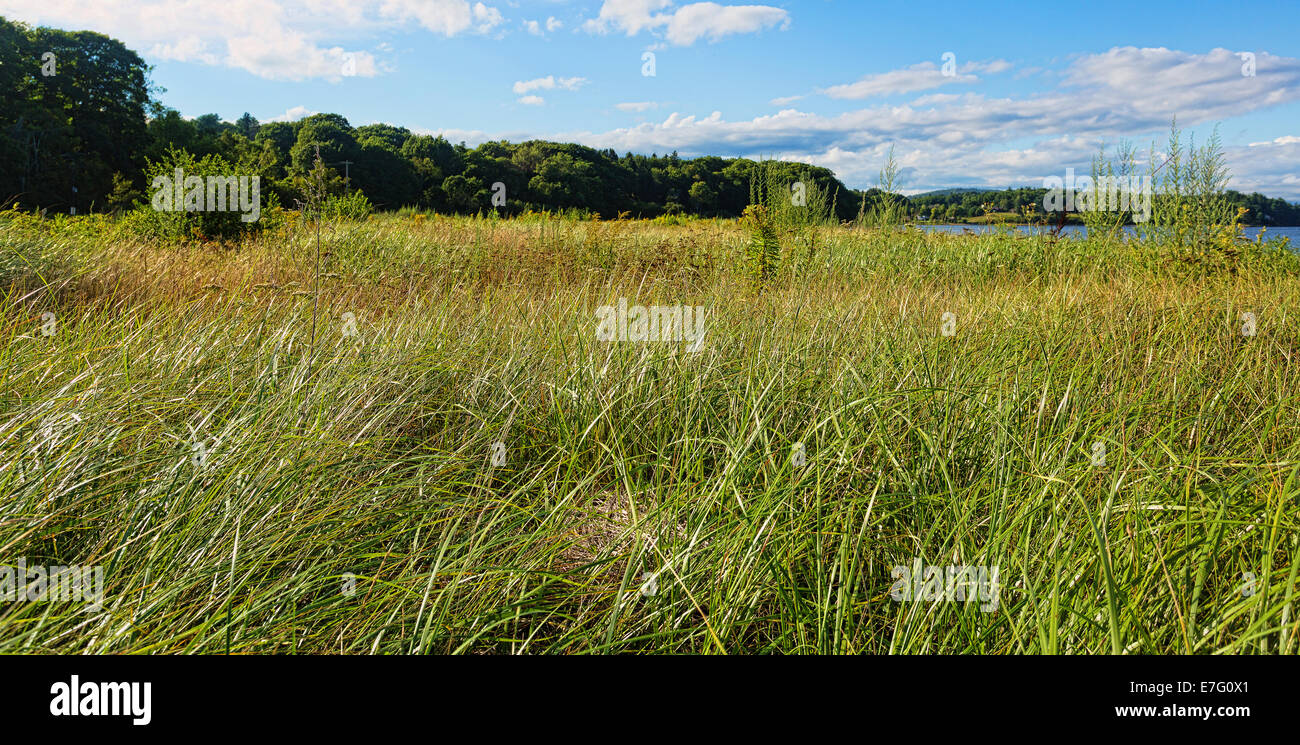 Overgrown field hi-res stock photography and images - Alamy