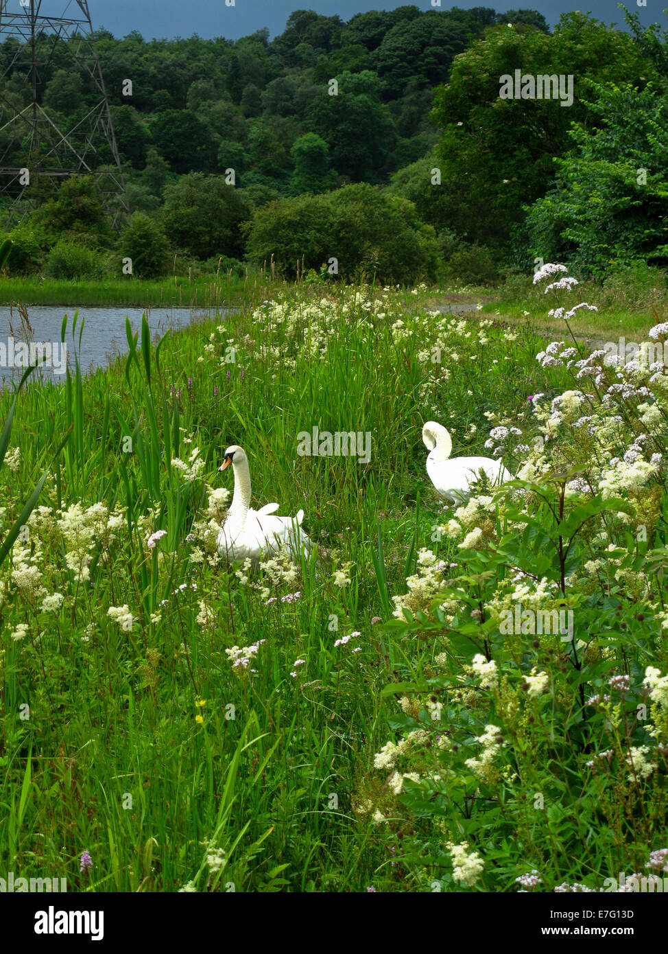Swans in meadow grass by water Stock Photo - Alamy