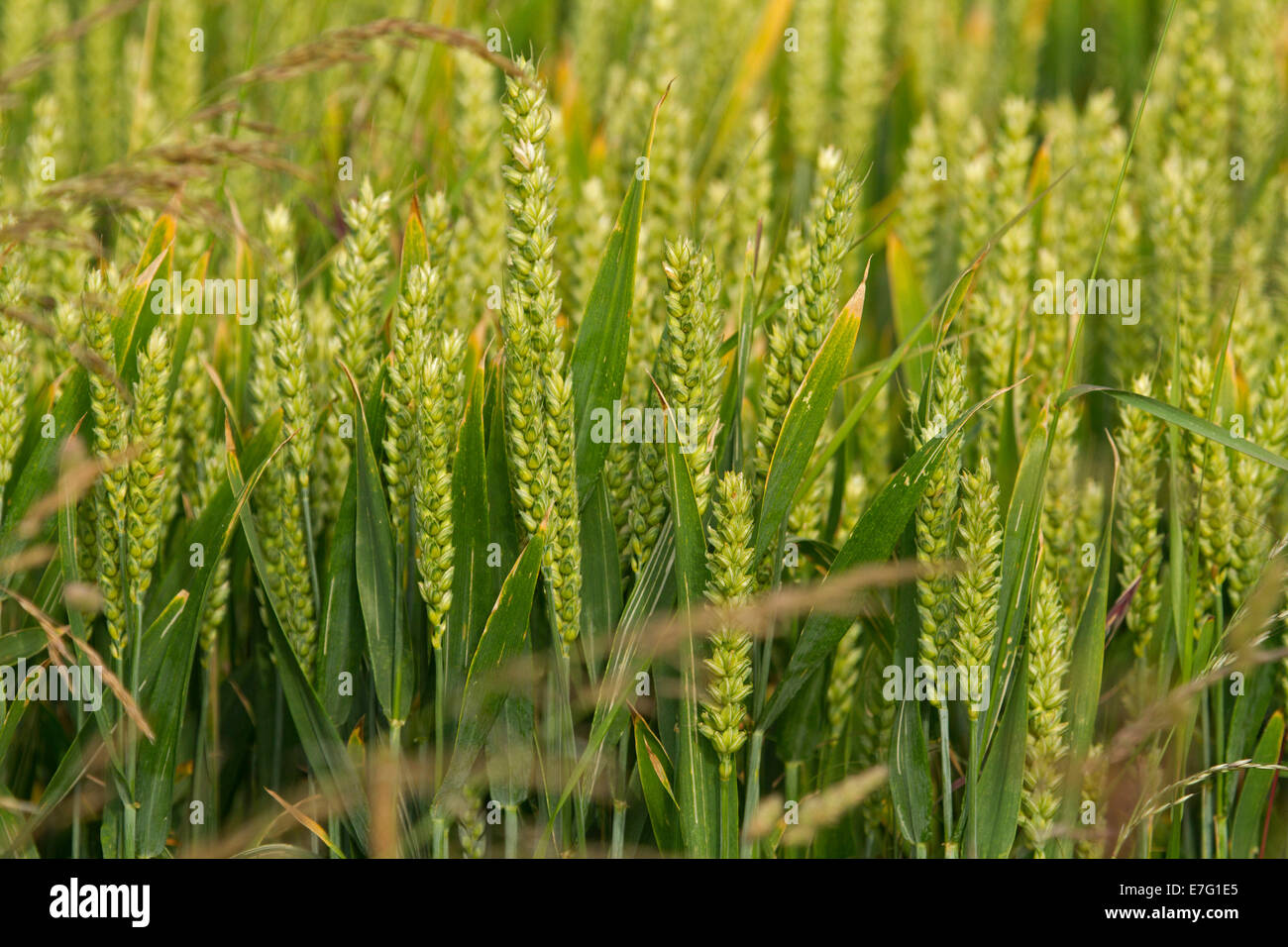 Close up of unripened / green seed heads and leaves of crop of barley ...