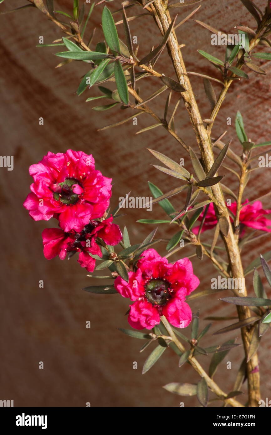 Manuka bush (Leptospermum scoparium) flowers Stock Photo - Alamy