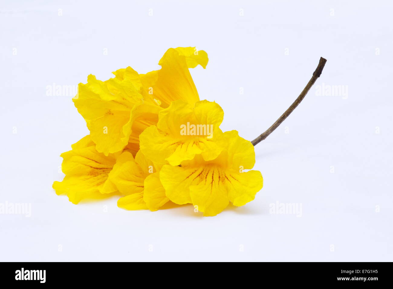 Caribbean Trumpet Tree (Tabebuia aurea) flowers on white background ...