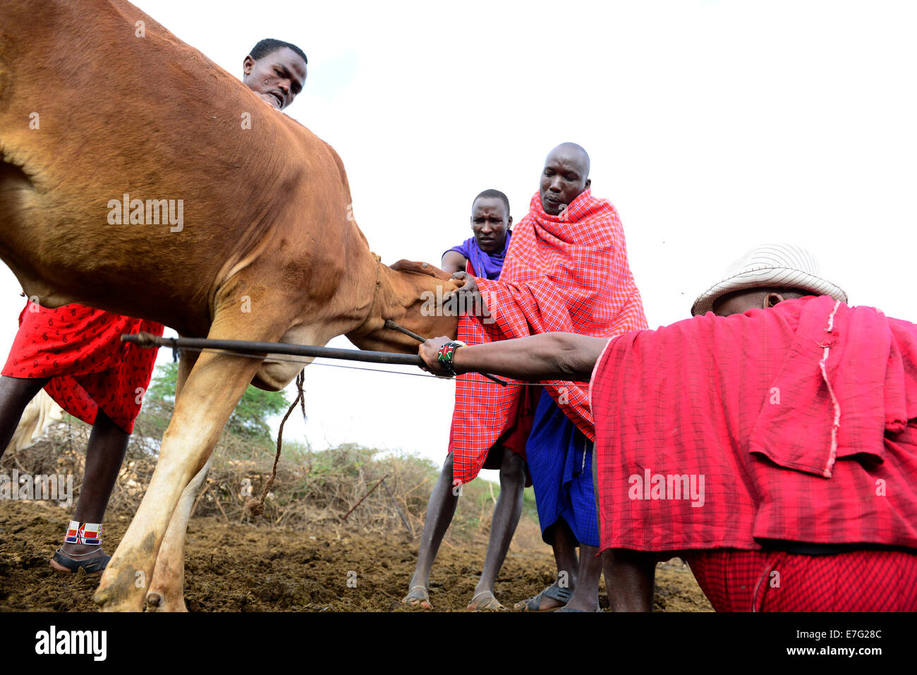 Maasai men taking blood from vein in neck of cow from hole made with ...