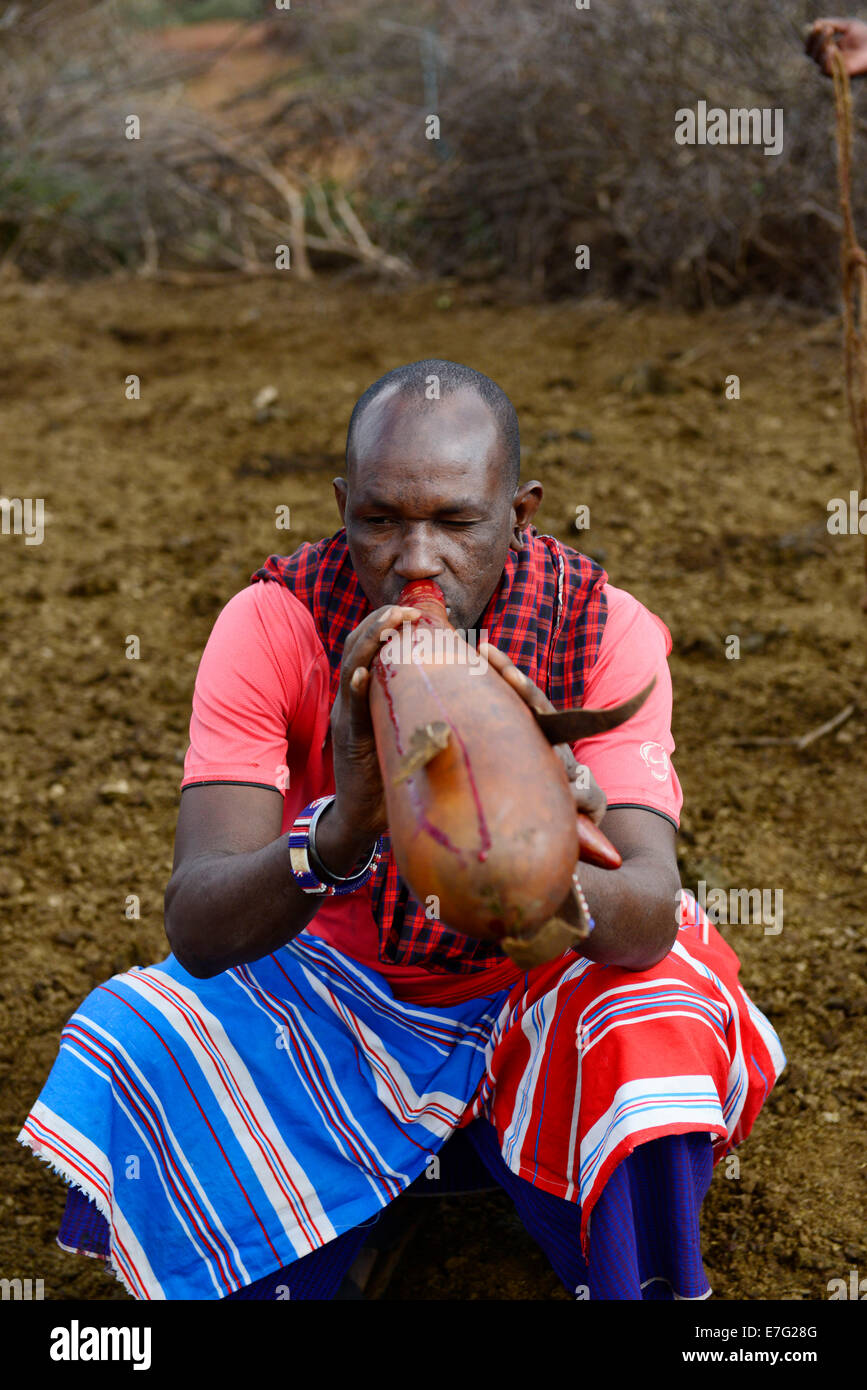 Maasai men taking blood from vein in neck of cow from hole made with ...