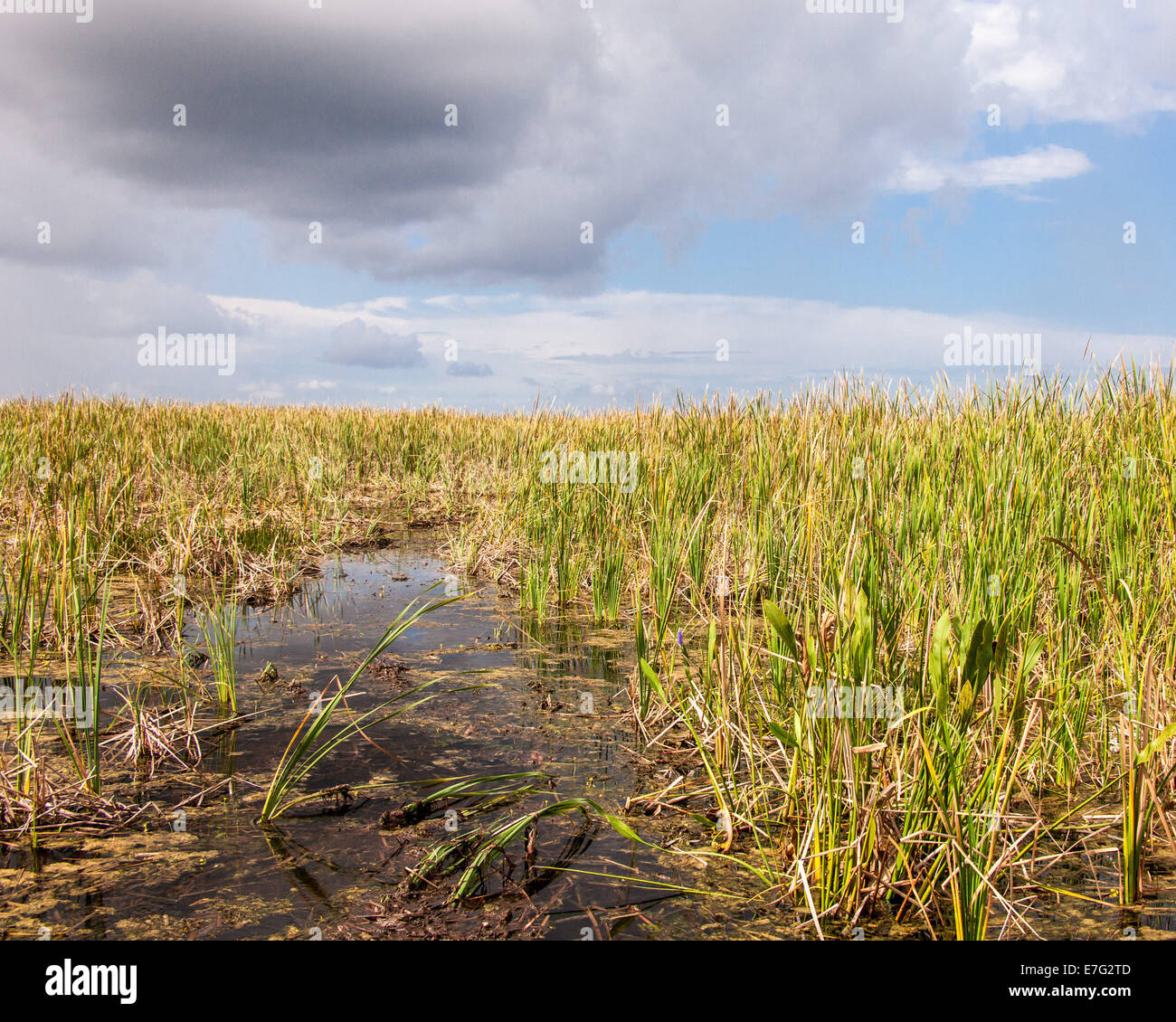 Florida, US. 28th Aug, 2014. The wetland ecosystem of saw-grass ...