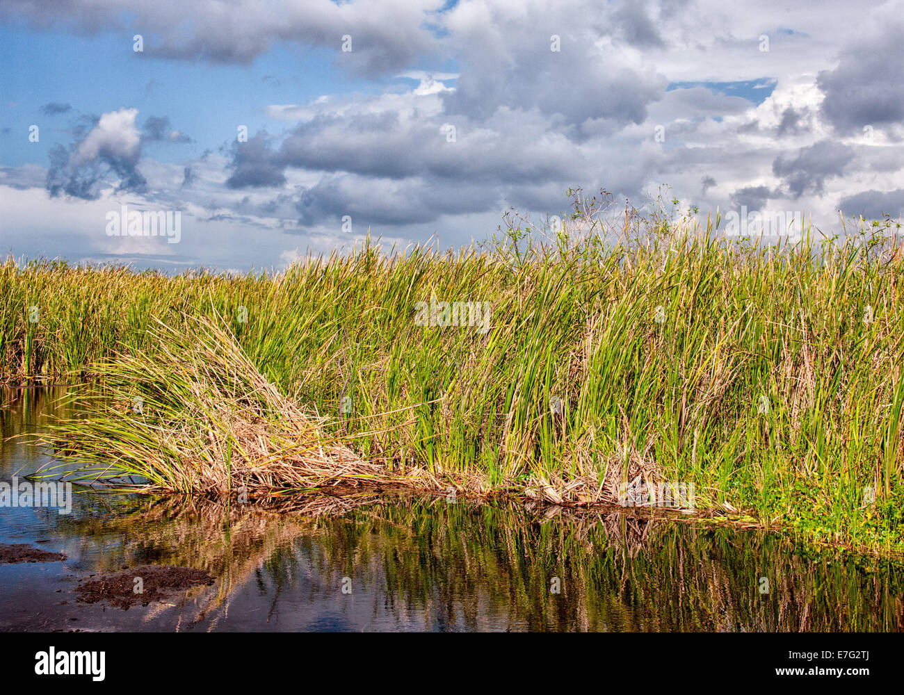Florida, US. 28th Aug, 2014. The wetland ecosystem of saw-grass ...