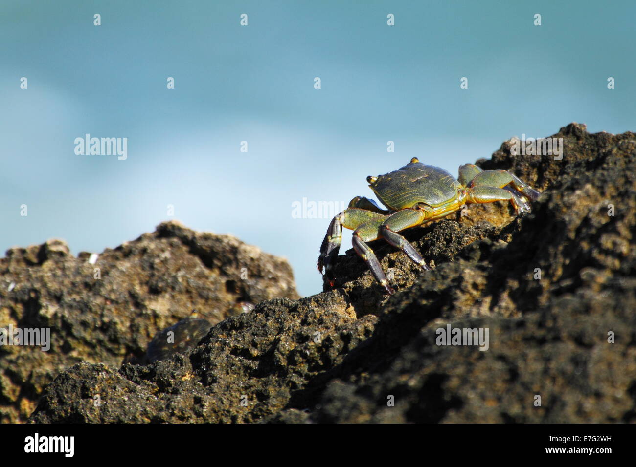 A crab scurries along a limestone boulder toward the Indian Ocean at ...