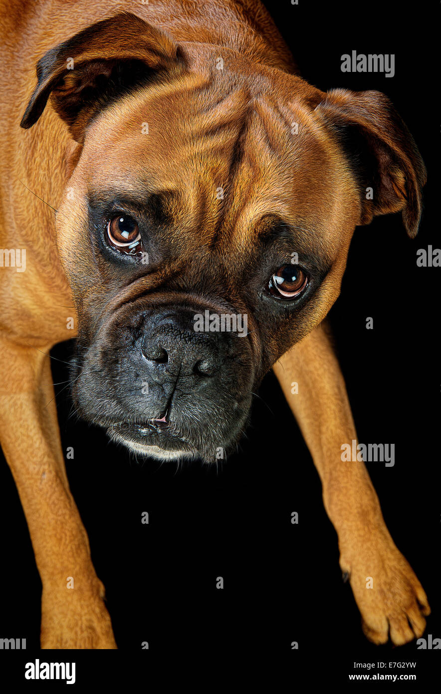 Beautiful portrait of a boxer dog on black background Stock Photo - Alamy