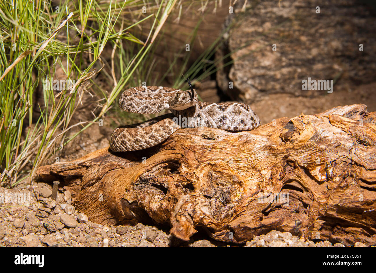 Diamondback rattlesnake fang hi-res stock photography and images - Alamy