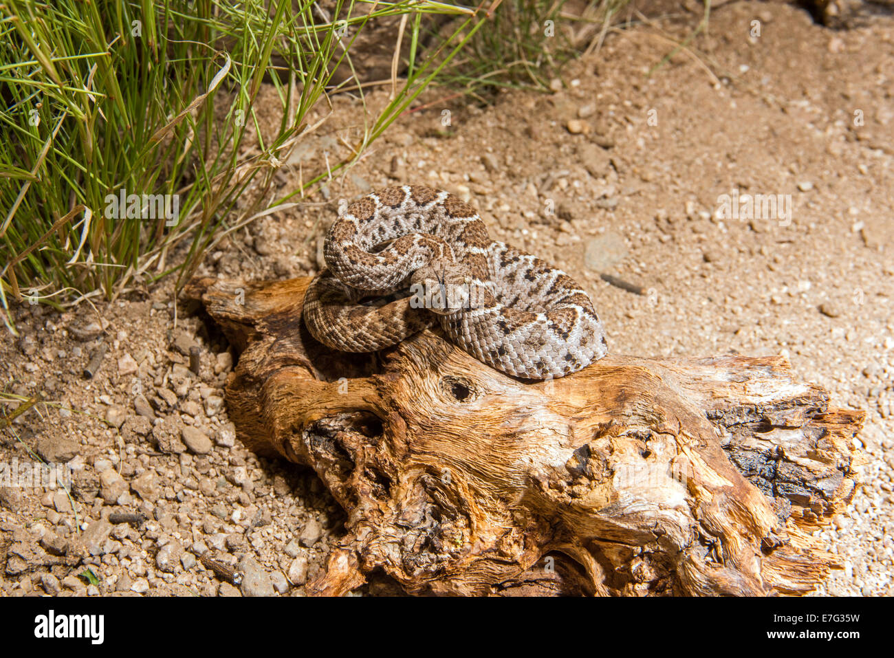Diamondback rattlesnake fang hi-res stock photography and images - Alamy