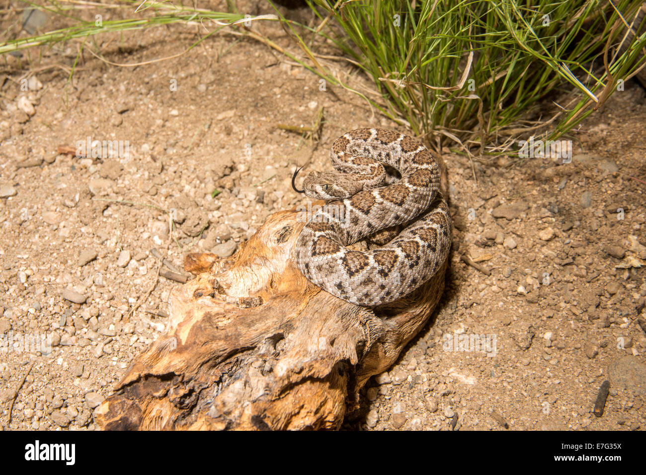 Diamondback rattlesnake fang hi-res stock photography and images - Alamy