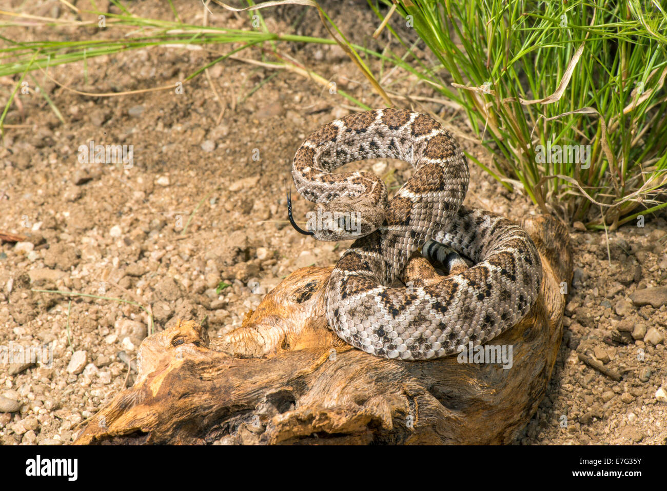 Diamondback rattlesnake fang hi-res stock photography and images - Alamy