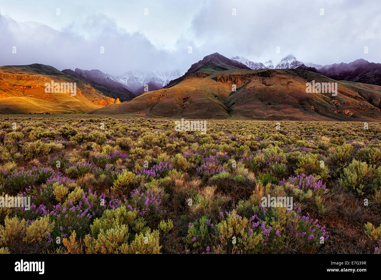 Wildflowers sunrise sagebrush hi-res stock photography and images - Alamy