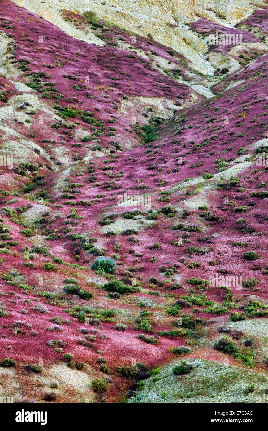 Colorful patterns of spring brome grasses on the hills in SE Oregon's ...