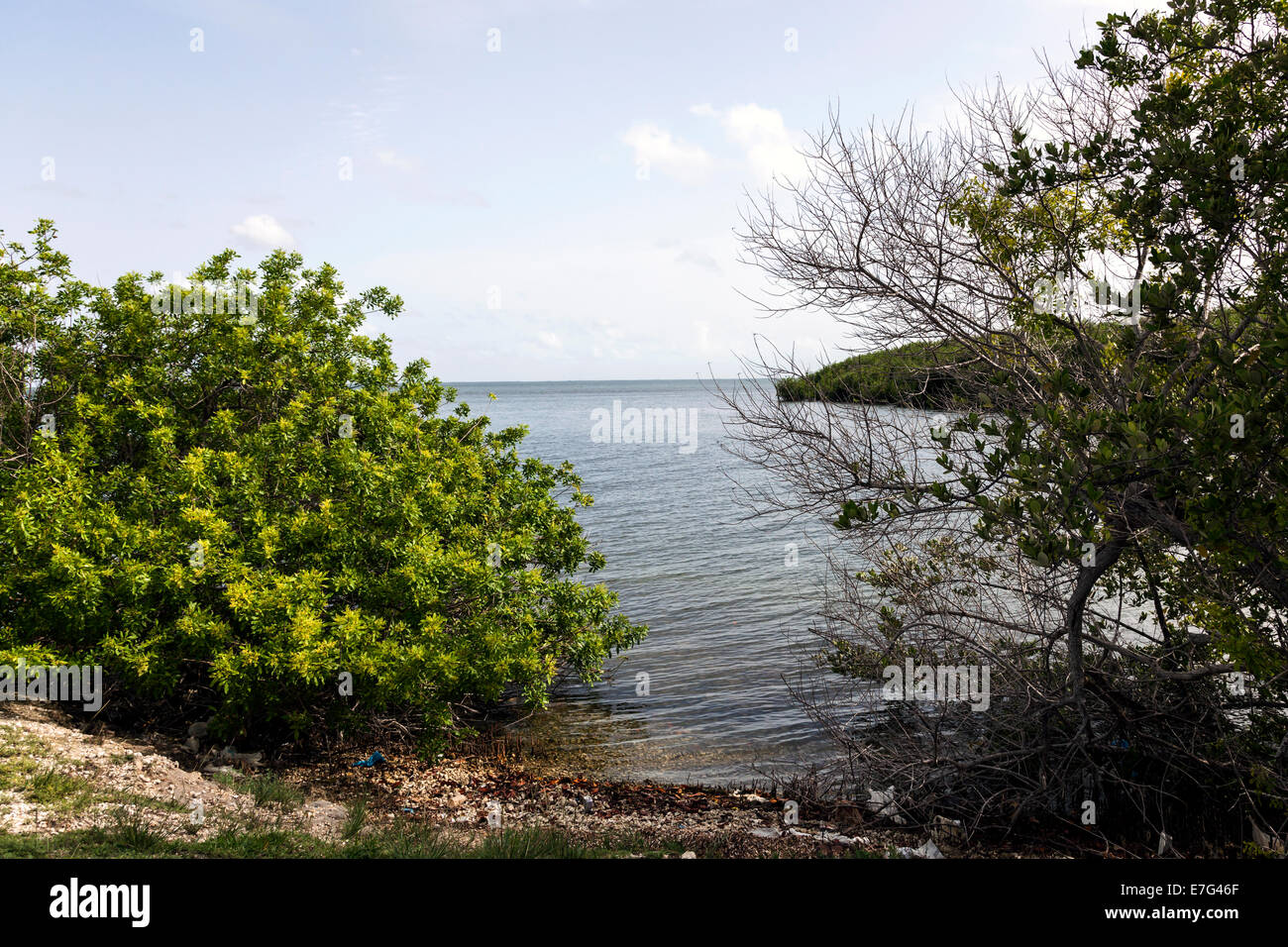 Barnes Sound viewed through the mangroves along Card Sound Road in the ...