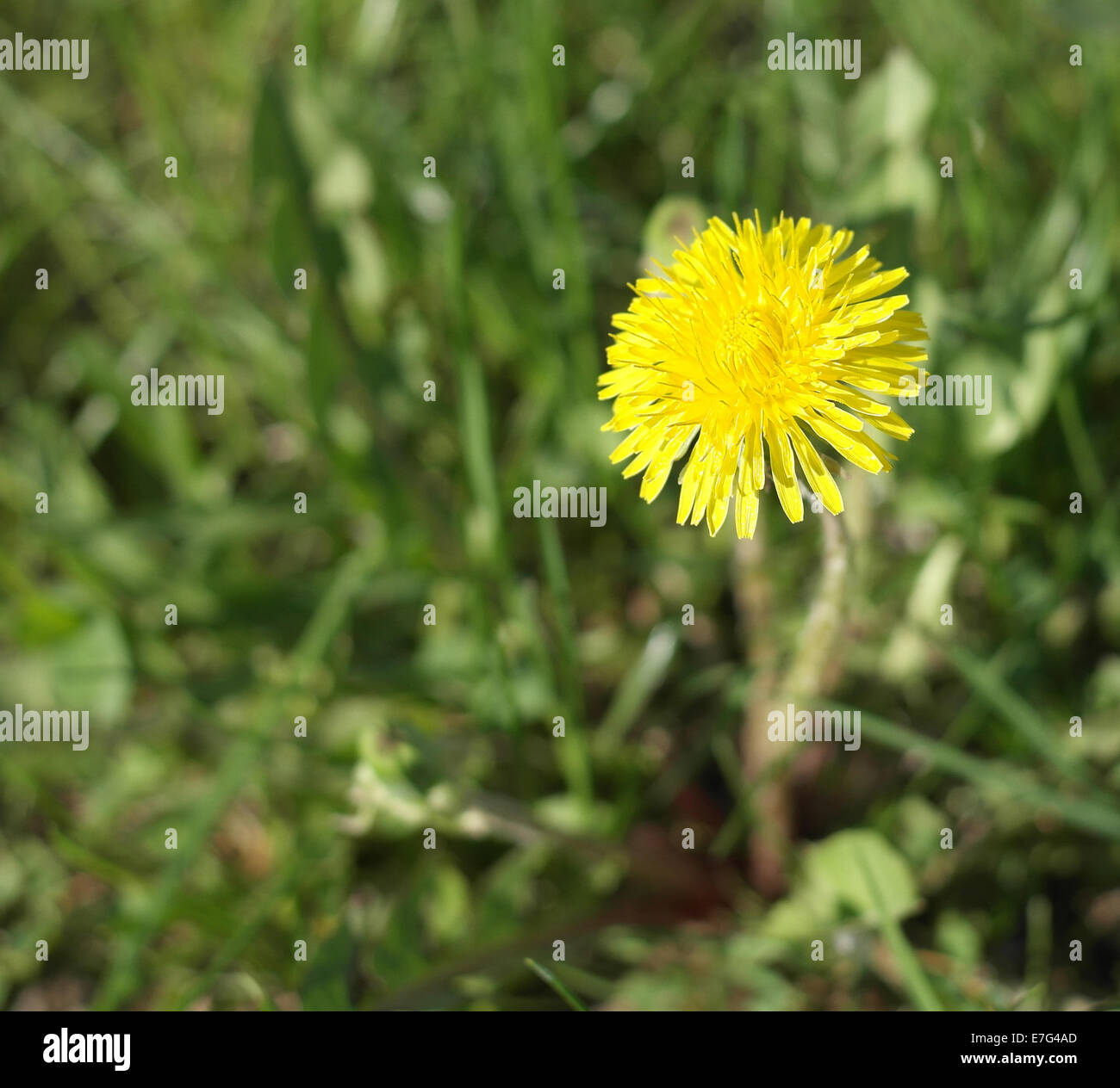 Dandelion stalk hi-res stock photography and images - Alamy