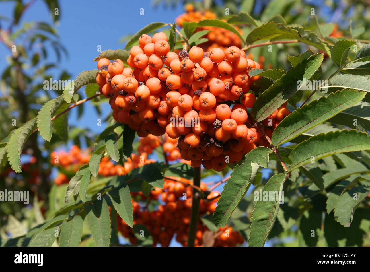ashberry at dry sunny day Stock Photo - Alamy